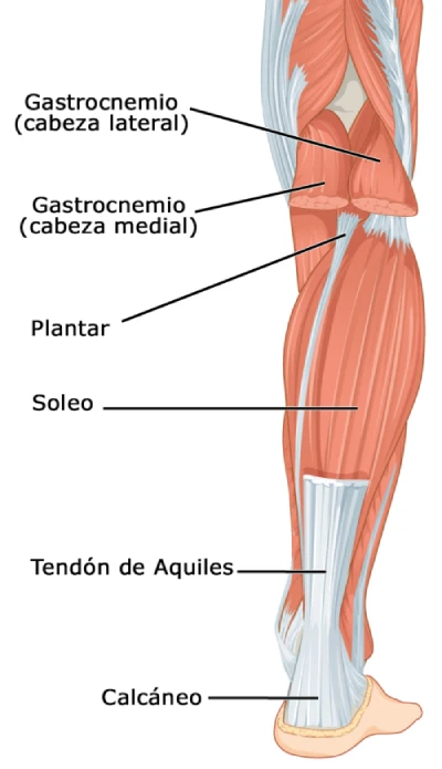 Lesión del Sóleo: Guía Completa para prevenirla y tratarla